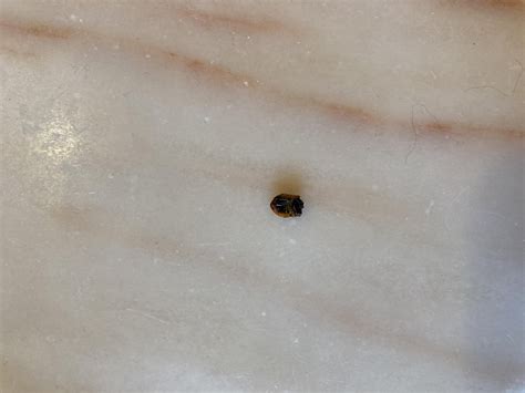 Is This A Dead Bed Bug R Bedbugs
