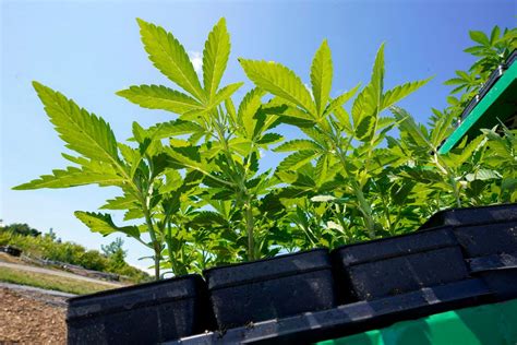 Apply For Ny S First Licenses To Sell Recreational Pot