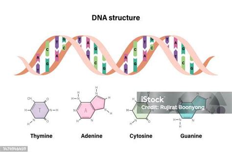 Dna 구조 데옥시리보핵산 질소 염기 와 설탕 인산염 백본 티미네 아데닌 사이토신 구아닌 Dna에 대한 스톡 벡터 아트 및 기타