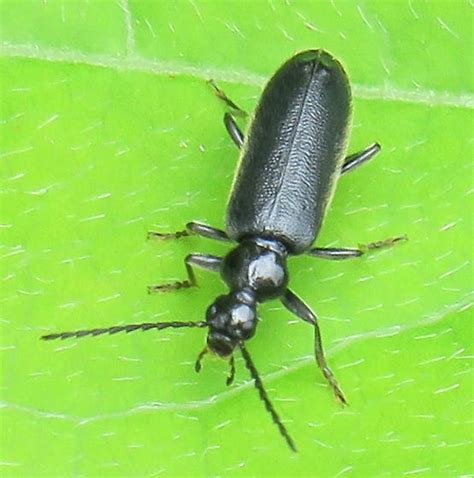 Pedilus Pedilus Lugubris Bugguide Net