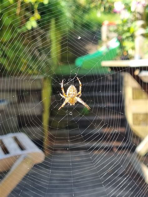 You Cannot Pass Rspiders