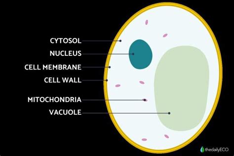 What Is Cytoplasm And Its Function Definition And Structure