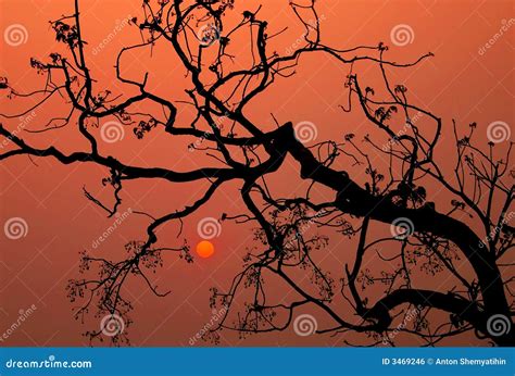 Silhouette Of A Tree Stock Photo Image Of Asia Horror 3469246