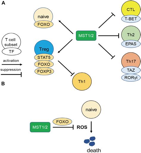 Frontiers Mst12 Balance Immune Activation And Tolerance By