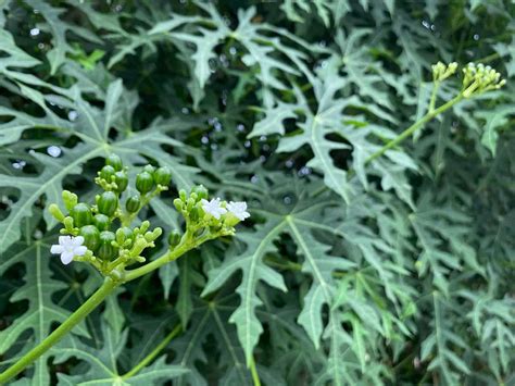 Tree Spinach How To Plant Grow And Harvest Chaya