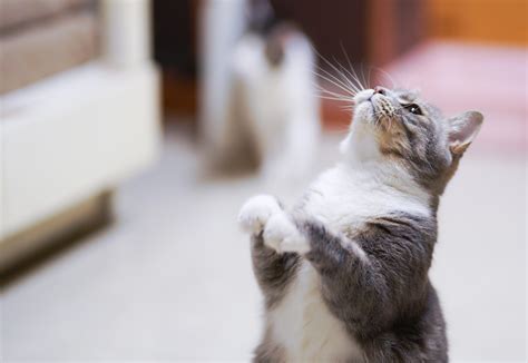 Kuikens In Het Land Poes In De Mand Edgh