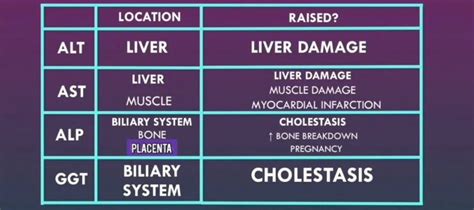 What Are Normal Liver Enzyme Levels In Dogs
