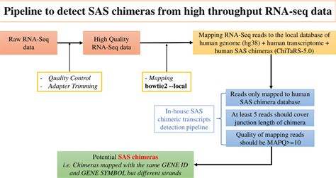 figure 1 from computational analysis of sense antisense chimeric