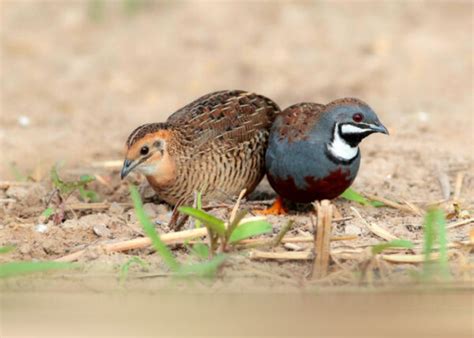 King Quail Breed Everything You Need To Know About Them