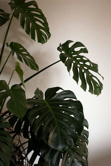 部屋に大きな緑の葉がある植物の写真 Unsplashのベオグラードの無料画像