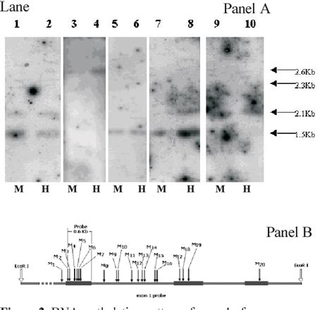 Figure 2 From Aberrant Methylation Of C Myc And C Fos Protooncogenes And P 53 Tumor Suppressor