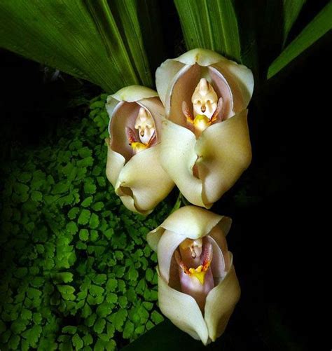 Anguloa Uniflora Scrolller