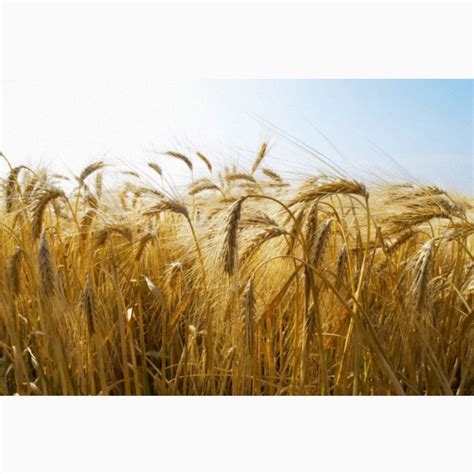 Купить СЕМЕНА ячменя ярового шести рядного сорт Вакула Ростовская обл Ячмень —