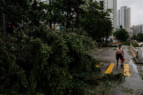 蘇拉威力太強 港通報上千起樹塌、兩層樓高大樹被連根拔起 國際焦點 太報 Taisounds
