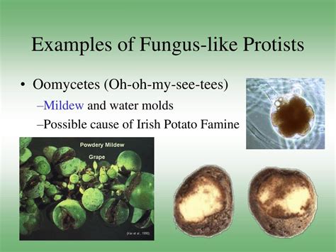Ppt Introduction To Kingdom Protista Powerpoint Presentation Free