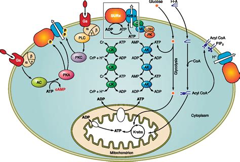 Figure 2 From Muscle KATP Channels Recent Insights To Energy Sensing