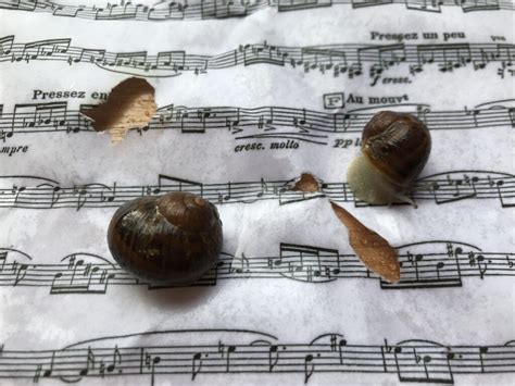 Co Composition And De Composition Biological Agency As A Compositional Tool Sonicobjects