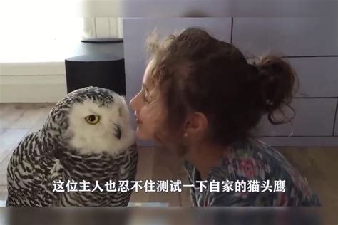 猫头鹰听见主人呼唤，迈着小碎步就过来了，镜头拍下搞笑瞬间！镜头猫头鹰主人