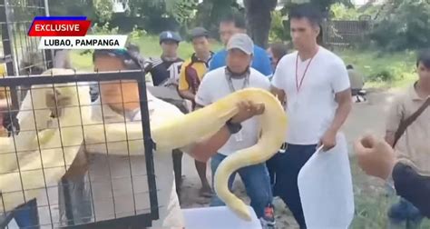Raid On Home For Loose Firearms Also Turns Up Python Tiger Crocodiles