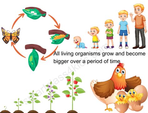 Explained What Are The 8 Characteristics Of Living Organisms