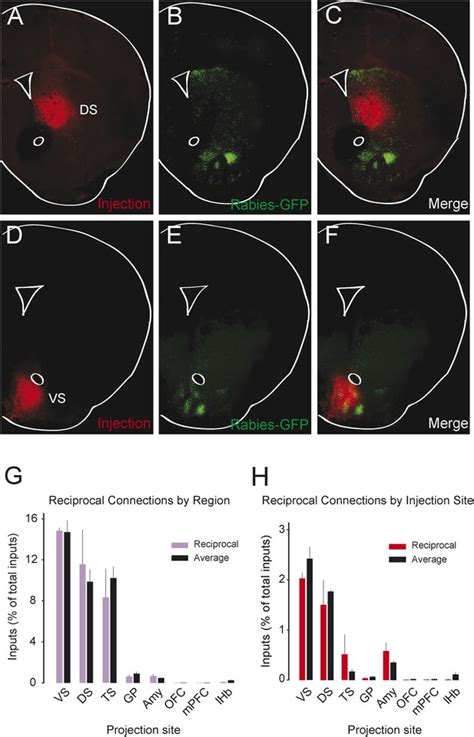 Dopamine Neurons Projecting To The Posterior Striatum Form An Anatomically Distinct Subclass Elife