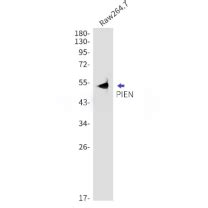 PTEN兔多克隆抗体 PTEN Rabbit pAb