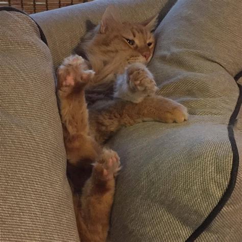 Lazy Orange Cat Great Big World