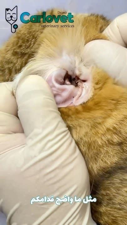 عث الأذن عند القطط Cat Catlife Youtube