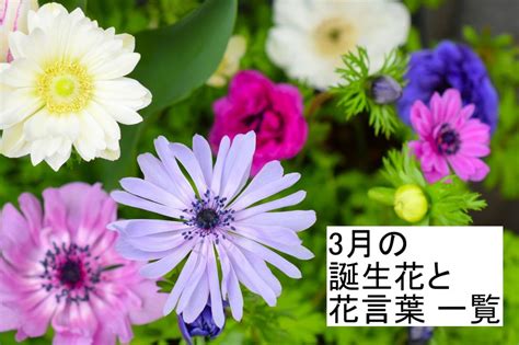 3月の誕生花と花言葉一覧【366日の誕生花と幸せの花言葉】 ゆうゆうtime｜ページ 25