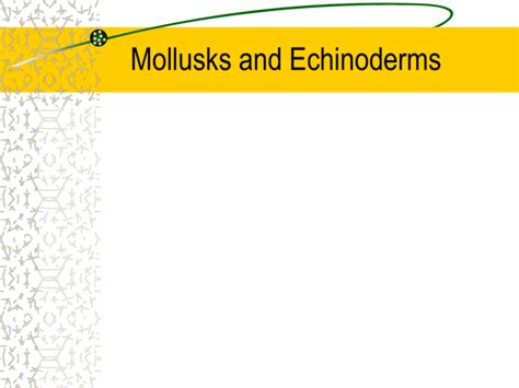 Mollusks And Echinoderms