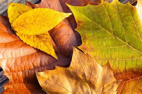 Premium Photo Maple Leave