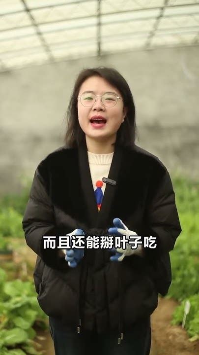 现在是种菜的最佳季节，给大家分享一些不用管也能蹭蹭涨的蔬菜！ 农业种植技术 种植小技巧 学种菜 Youtube