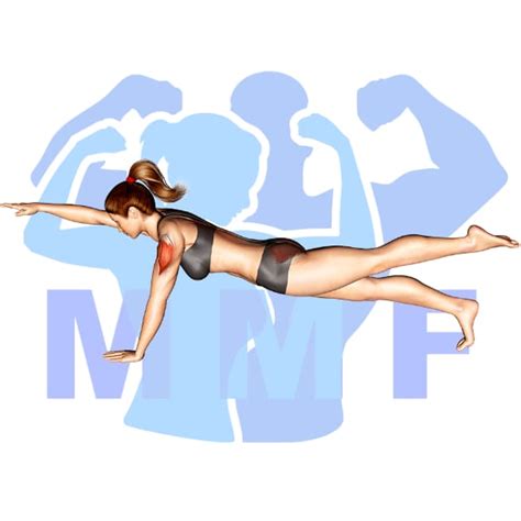 Bird Dog Take Your Bridge Core Work To The Next Level