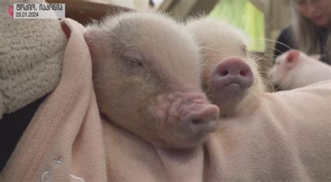 ტოკიო იაპონია