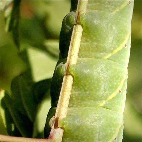 Heres Some Caterpillar Feet To Make Your Day