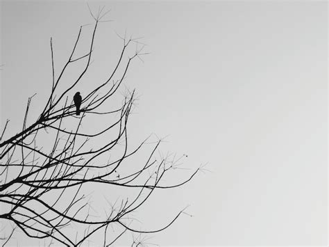 Vista de ángulo bajo de un pájaro posado en un árbol desnudo contra un