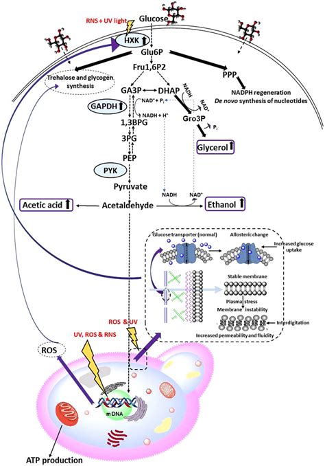 Schematic Overview Of Glycolytic And Fermentative Pathways In Download Scientific Diagram