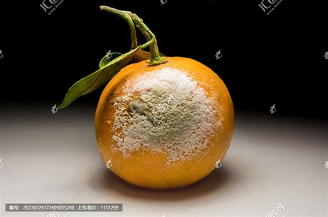 发霉的橘子 蔬菜水果 食品餐饮 摄影素材 汇图网www huitu