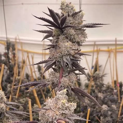 Oreo Blizzard Tiki Madman Cannabis Clones