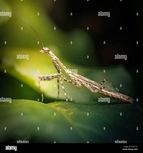 The Eastern Tree Running Mantis Also Called Ciulfina Biseriata Is A Small Slender Mantis