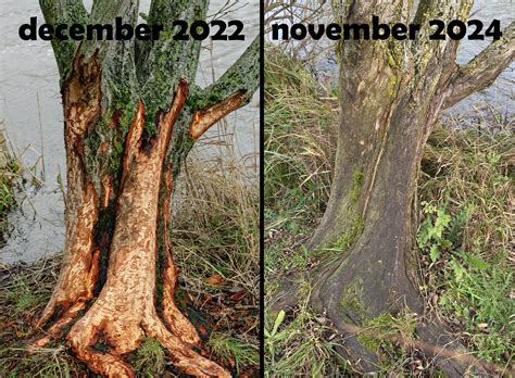 Waarom Bevers Dammen Bouwen — Natuurverhaalnl