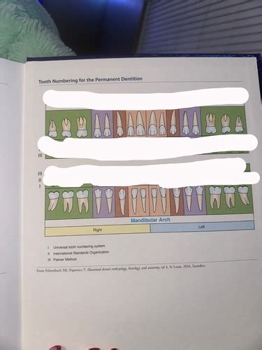 Tooth Numbering Permanent Flashcards Quizlet