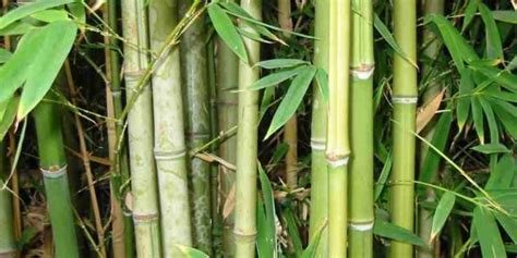 List Of Most Profitable Trees To Grow In Kenya