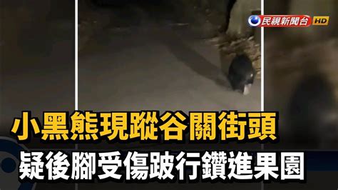 小黑熊現蹤谷關街頭 疑後腳受傷跛行鑽進果園－民視新聞 Youtube