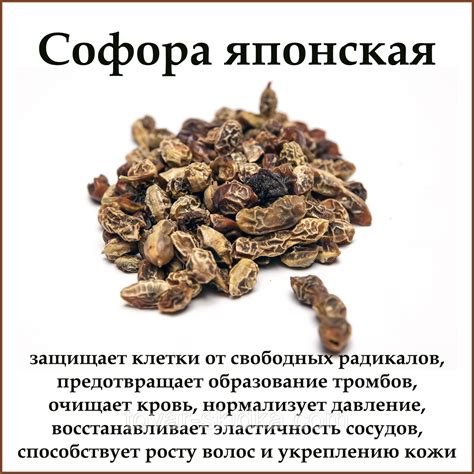Софора крымская - фото и картинки: 62 штук
