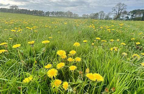 Are Dandelions Weeds The Storyteller Garden