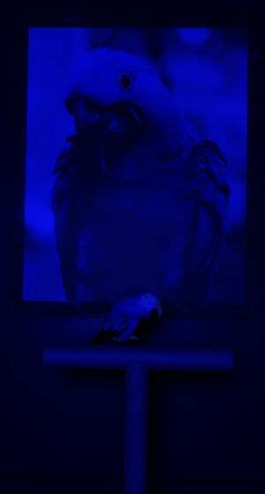 Entity 7 “jerry” Backrooms Redacted Wiki Fandom