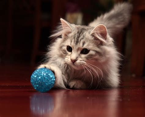 Sasha A Very Spoiled And Loved Siberian Cat Love Meow