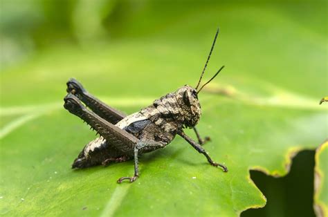 Black Locust Insect