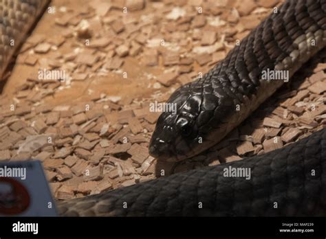 Snouted Kobra (Naja annulifera), auch genannt - Gebänderte ägyptische ...